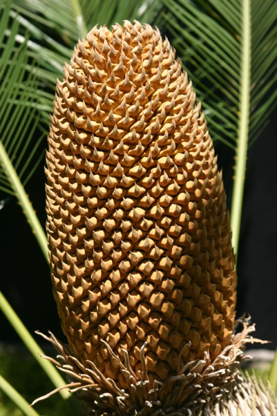 Cycas badensis