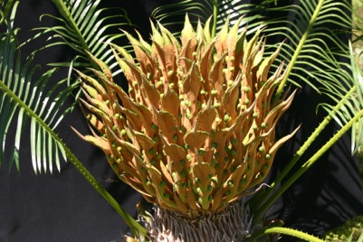 Cycas badensis