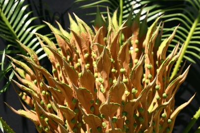 Cycas badensis