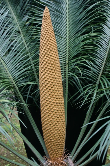 Cycas wadei